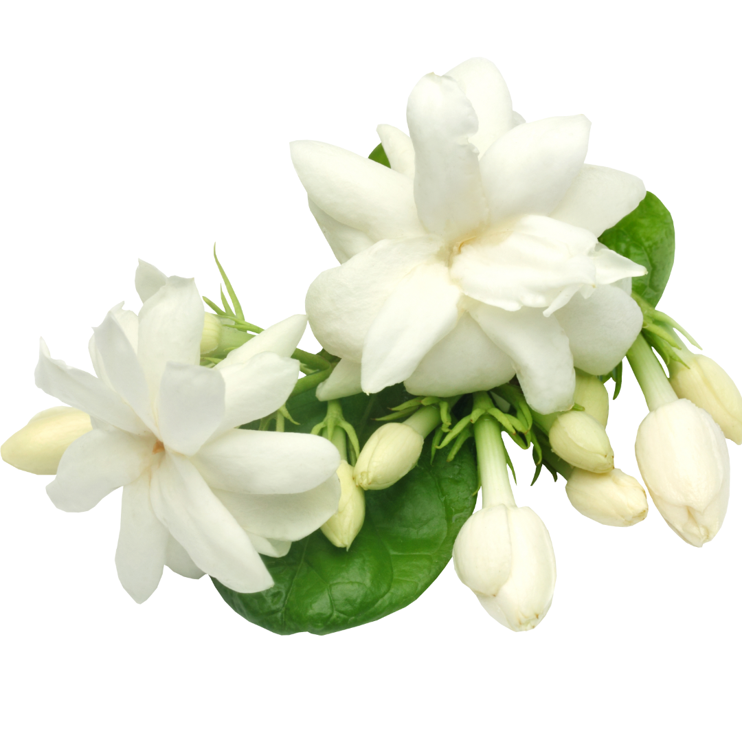 Iris & Jasmine Sambac 100ml (Dupe Lancome's La Vie Est Belle) – Angel ...